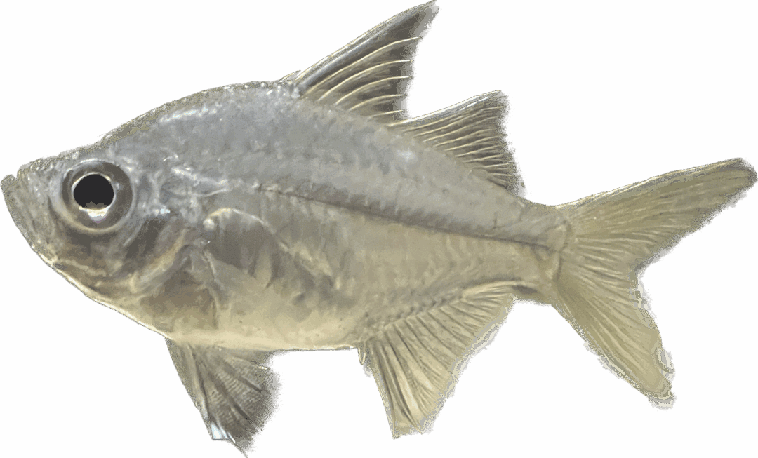 This Fish Has Transparent Skin - Animals Around The Globe