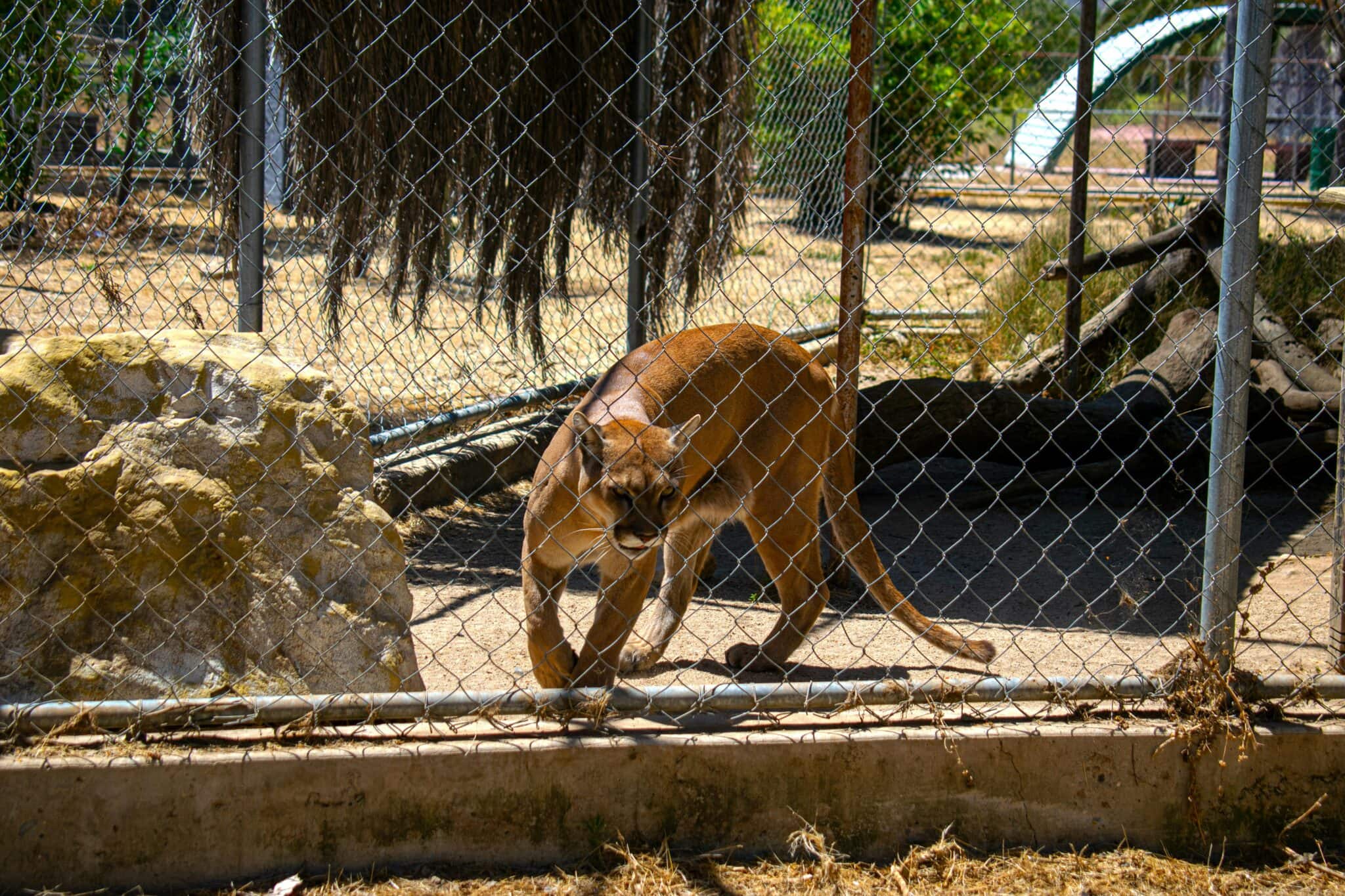 Mountain Lion Spotted Stalking Colorado Neighborhood