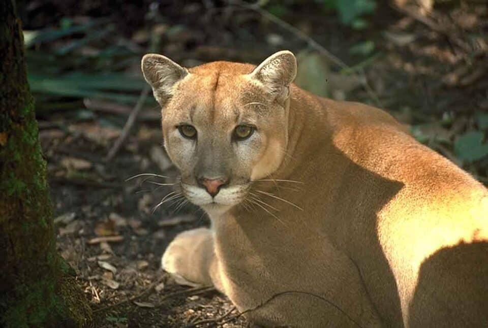 12 Creatures You Will Only Spot in the Florida Everglades - Animals ...