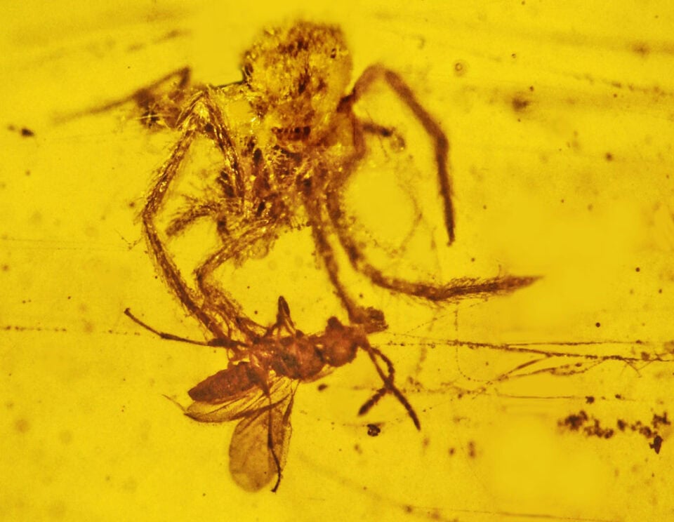 A 100-Million-Year-Old Spider Was Found