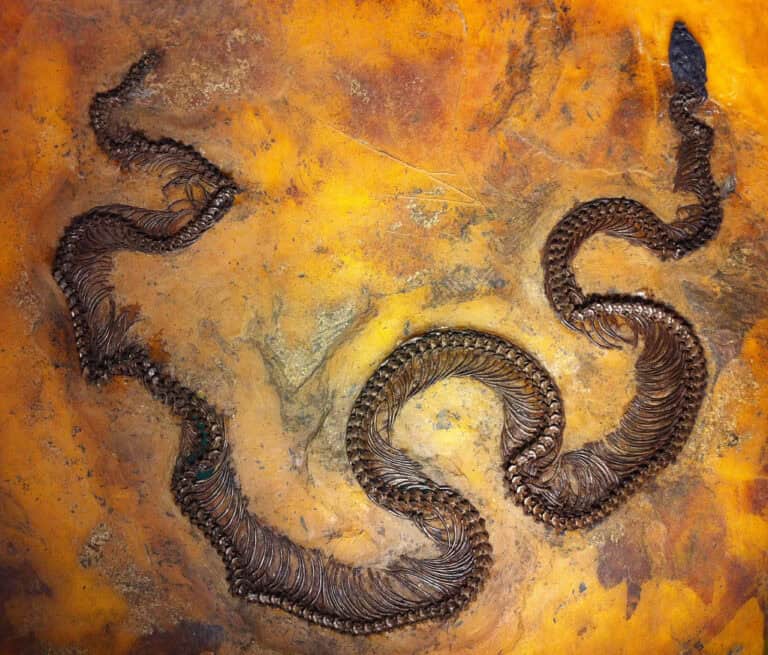 Fossilized Snake Had Four Legs