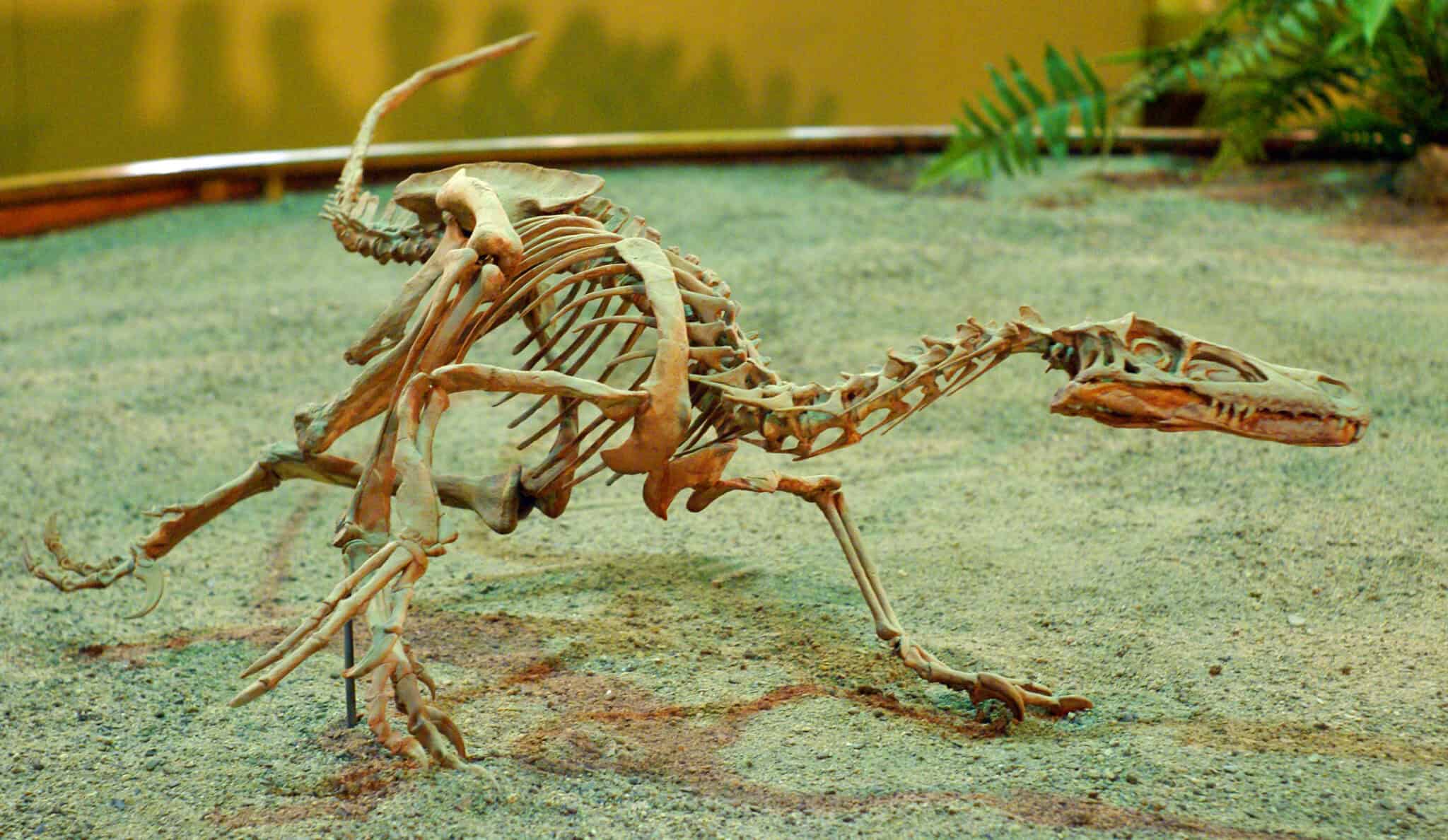 A Lizard Has the Same Gait as Velociraptors - Animals Around The Globe