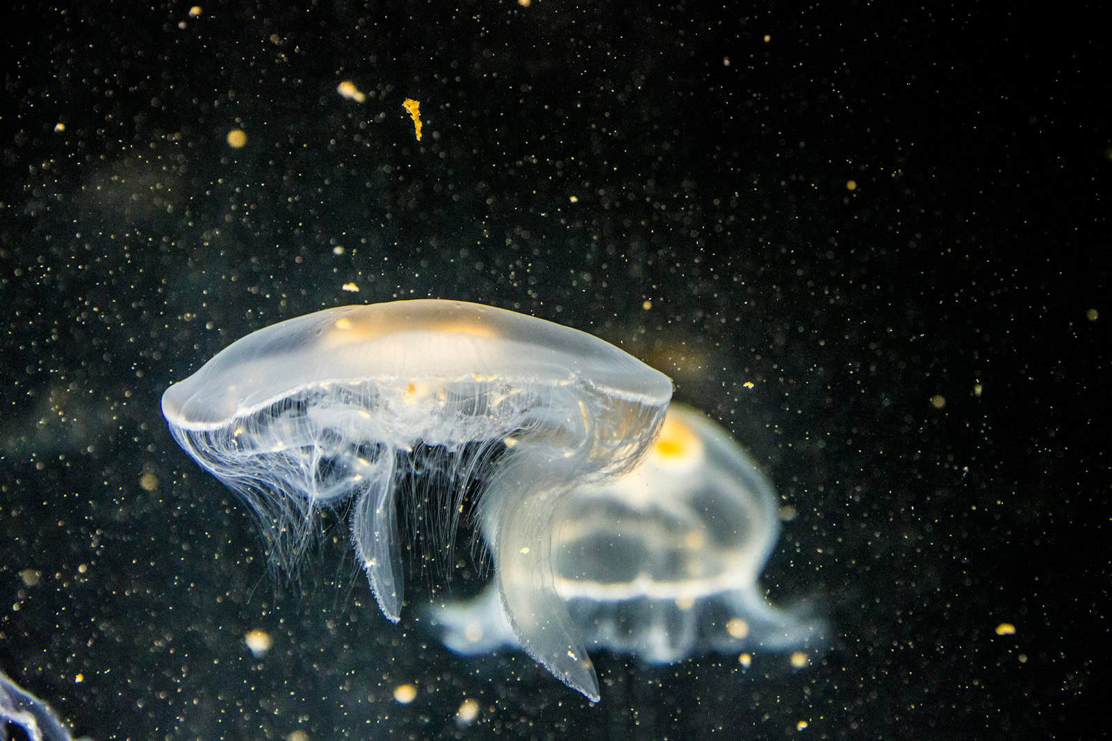 This Jellyfish Fossil Is Over 500 Million Years Old