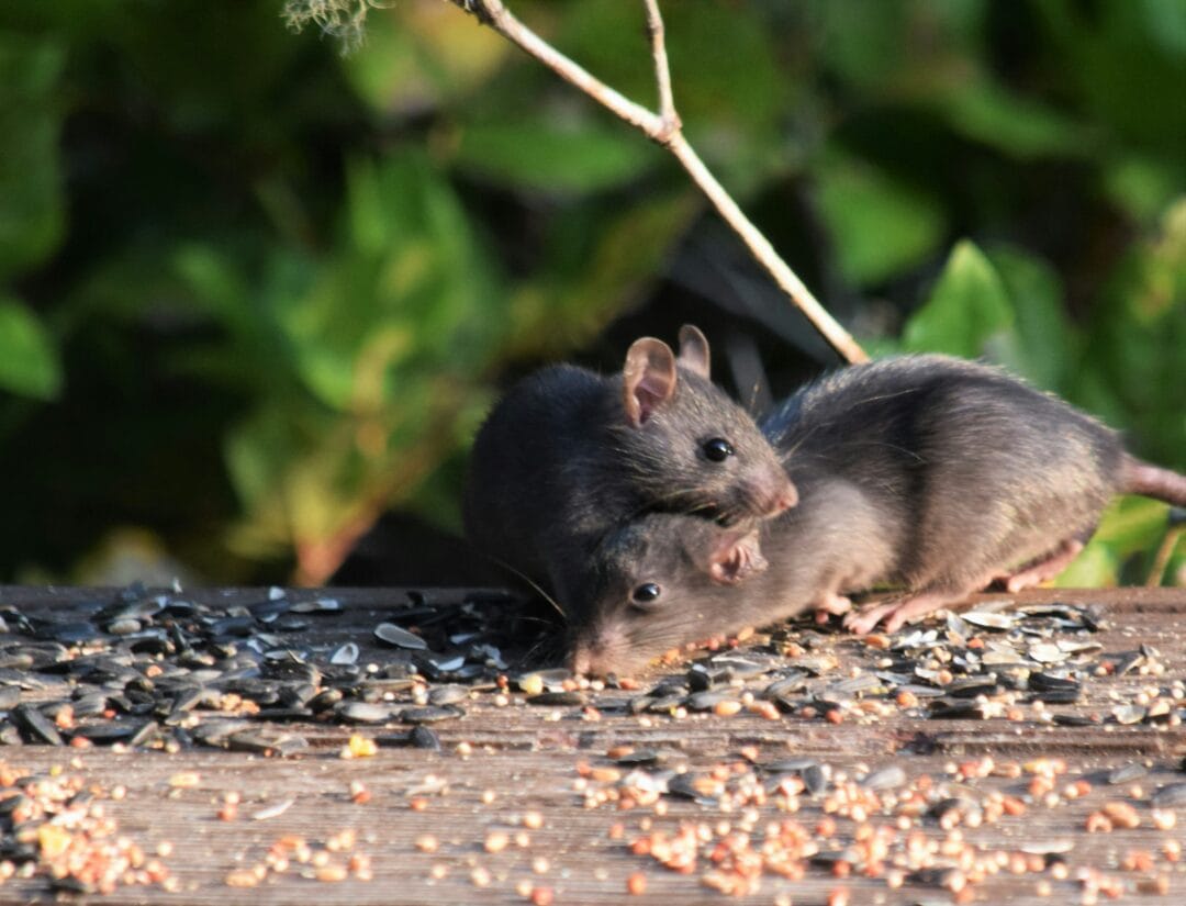 Rat Population Surges in NYC, Raising Health Concerns