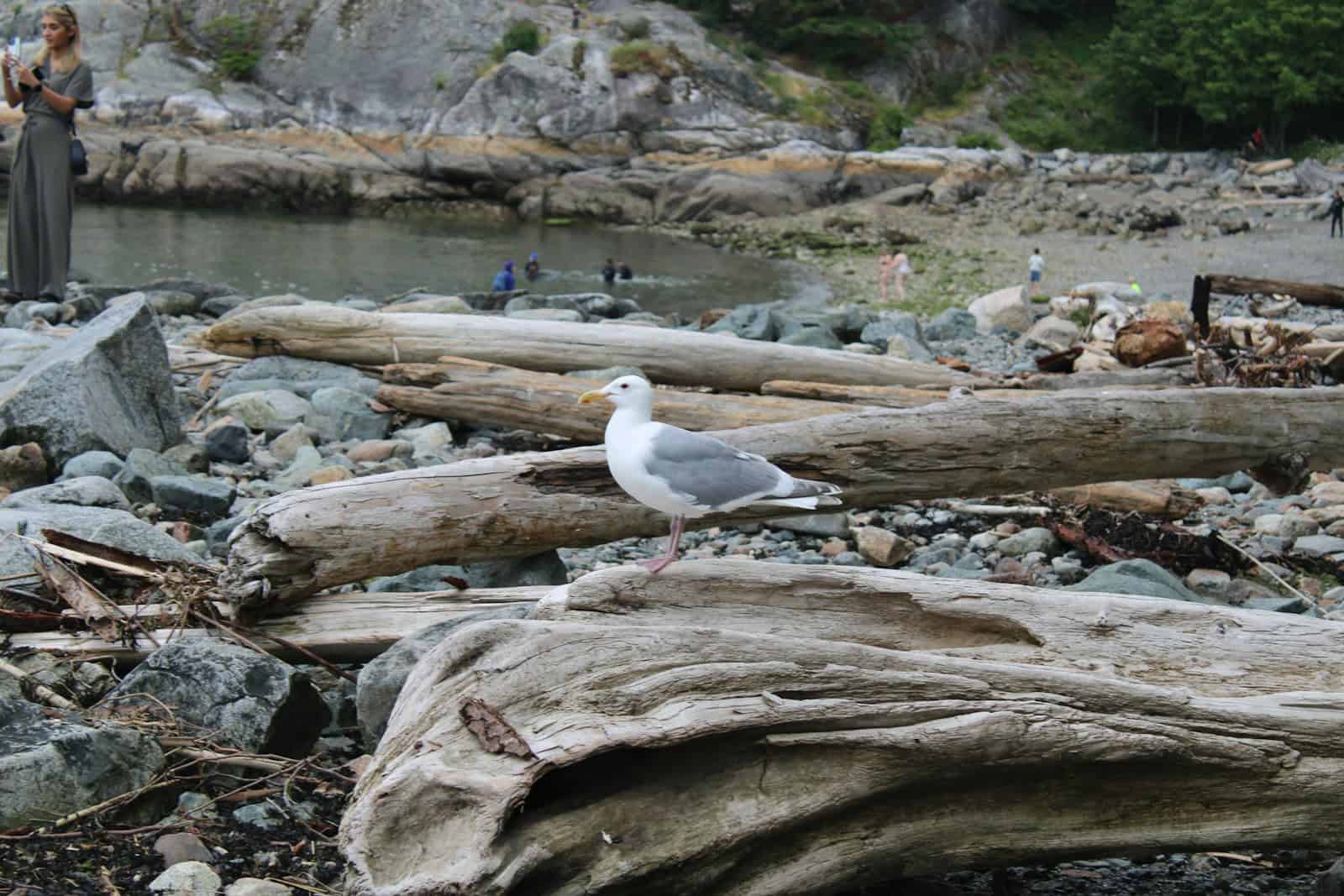 This Forgotten Island Holds the World's Largest Seabird Colony