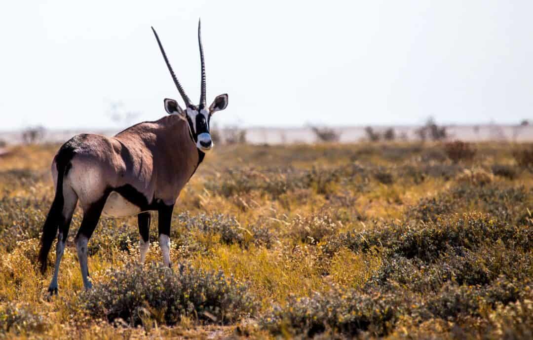 This Antelope Outran Extinction in the Wild