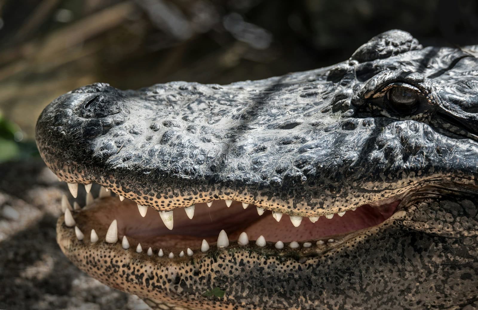 12 Most Dangerous Animals in Florida — Ranked by Threat to Humans ...