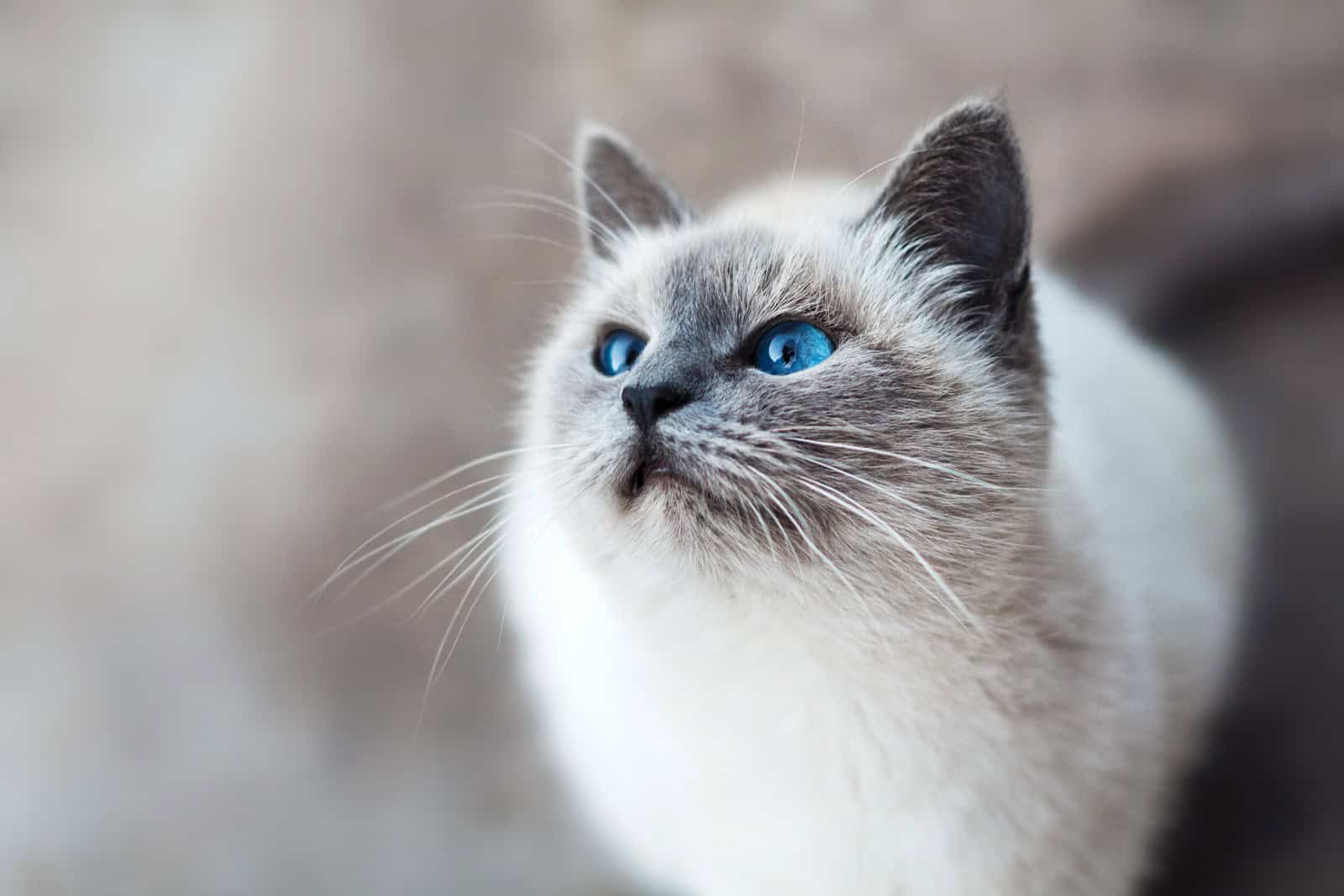 Could Your Cat Actually Understand Your Emotions? - Animals Around The ...