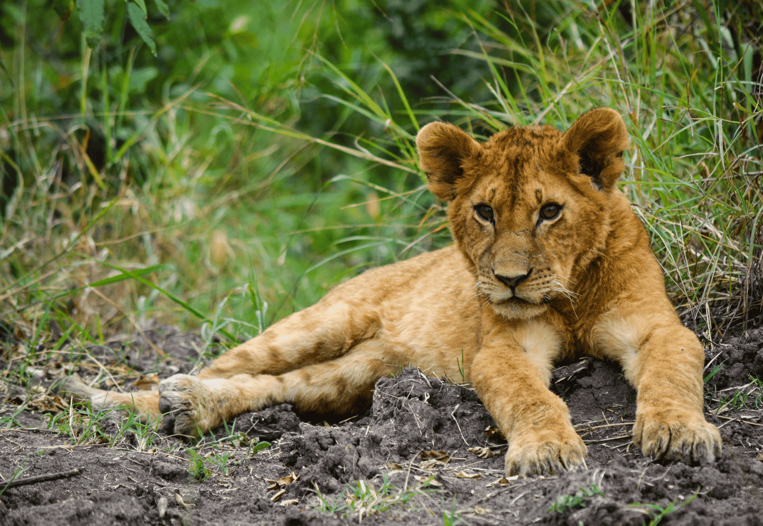 How Social Media is Fueling a Dangerous Lion Cub Trade - Animals Around ...