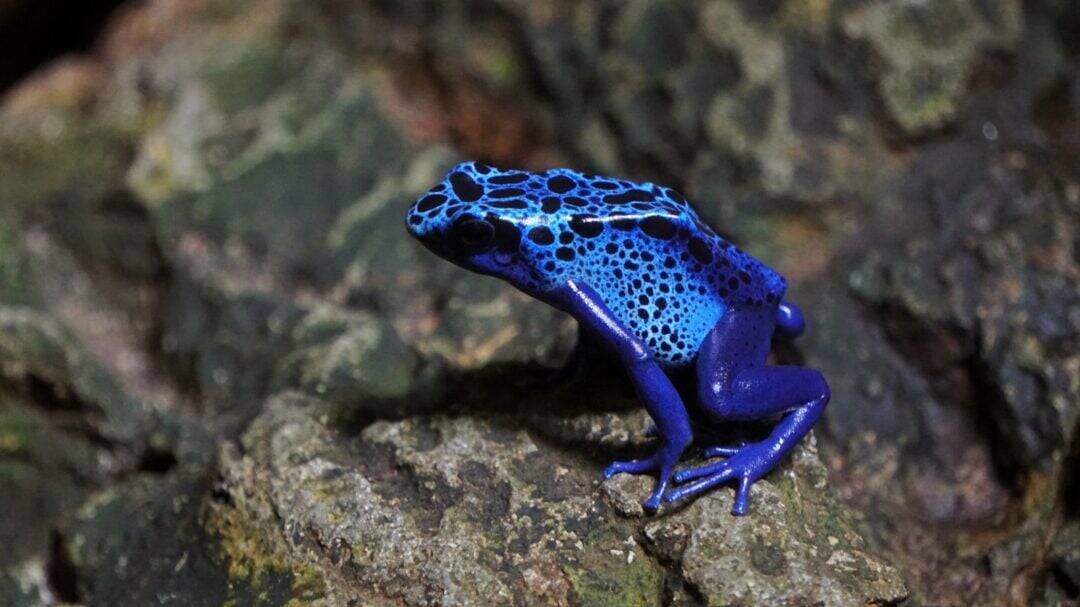 12 Land Animals That Can Fly or Glide - Animals Around The Globe