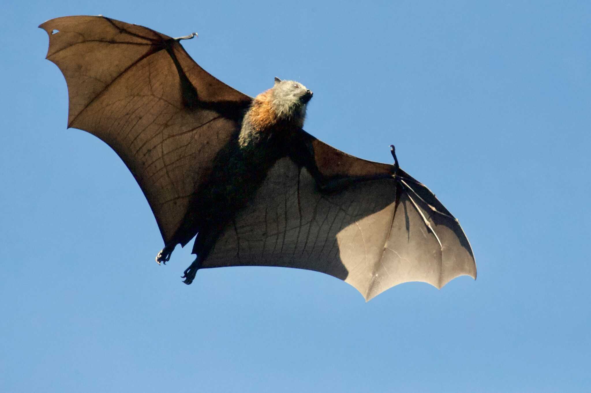 How the U.S. Military Has Studied Animal Senses for Survival Lessons ...
