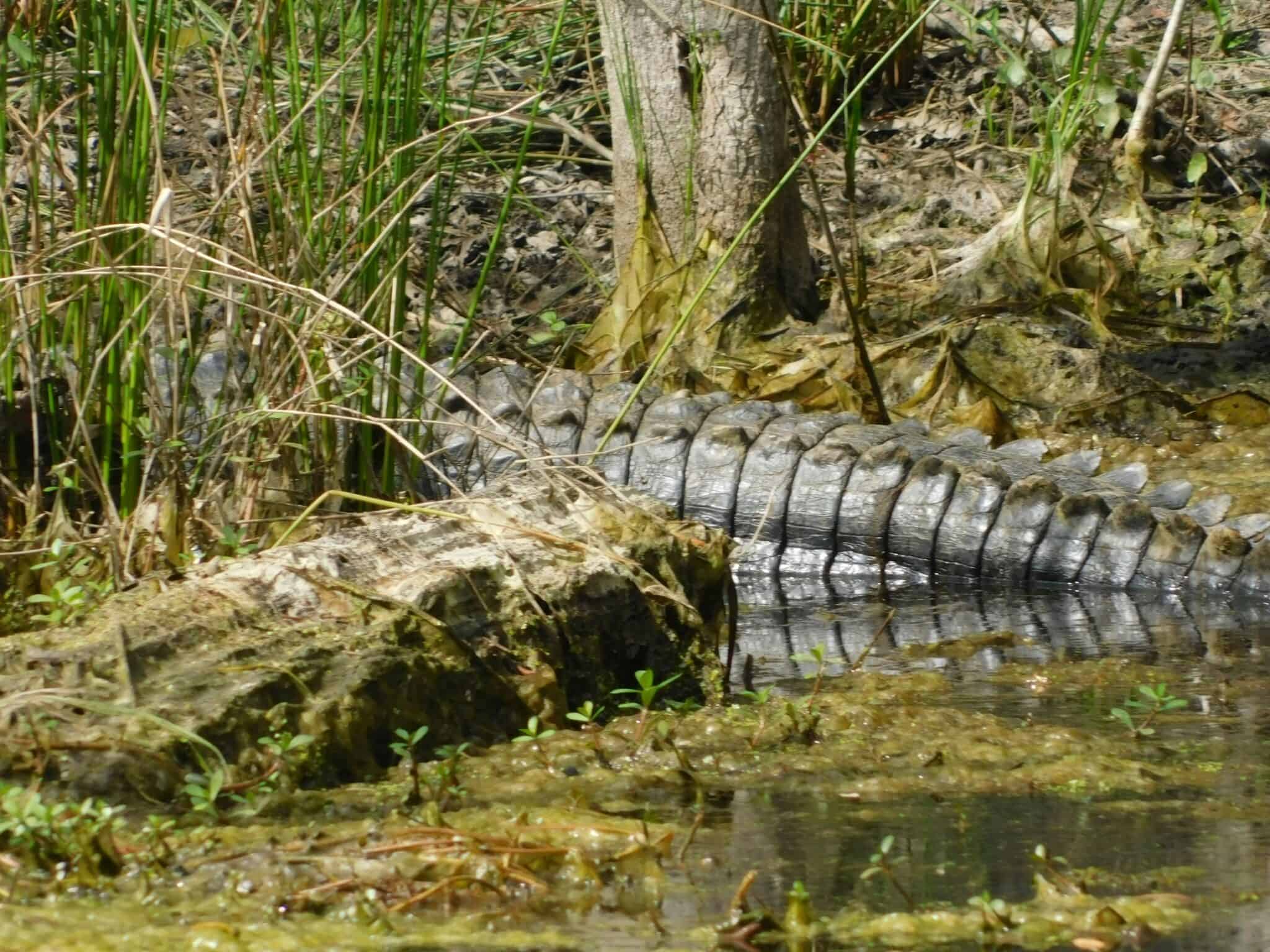 15 Alligator Myths That Science Has Debunked - Animals Around The Globe