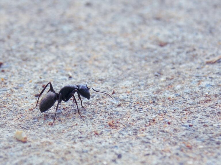 12 Land Animals That Can Fly or Glide - Animals Around The Globe