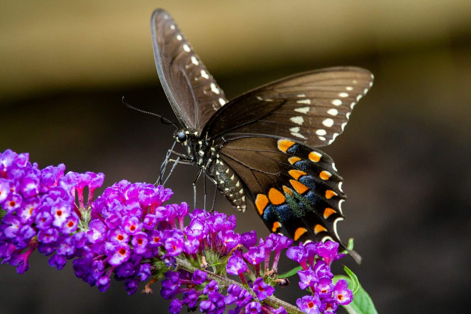 This Butterfly Tastes With Its Feet - Animals Around The Globe