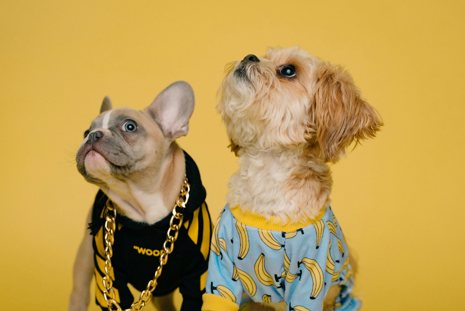 Dogs Really Do Smile—Here’s How to Tell - Animals Around The Globe