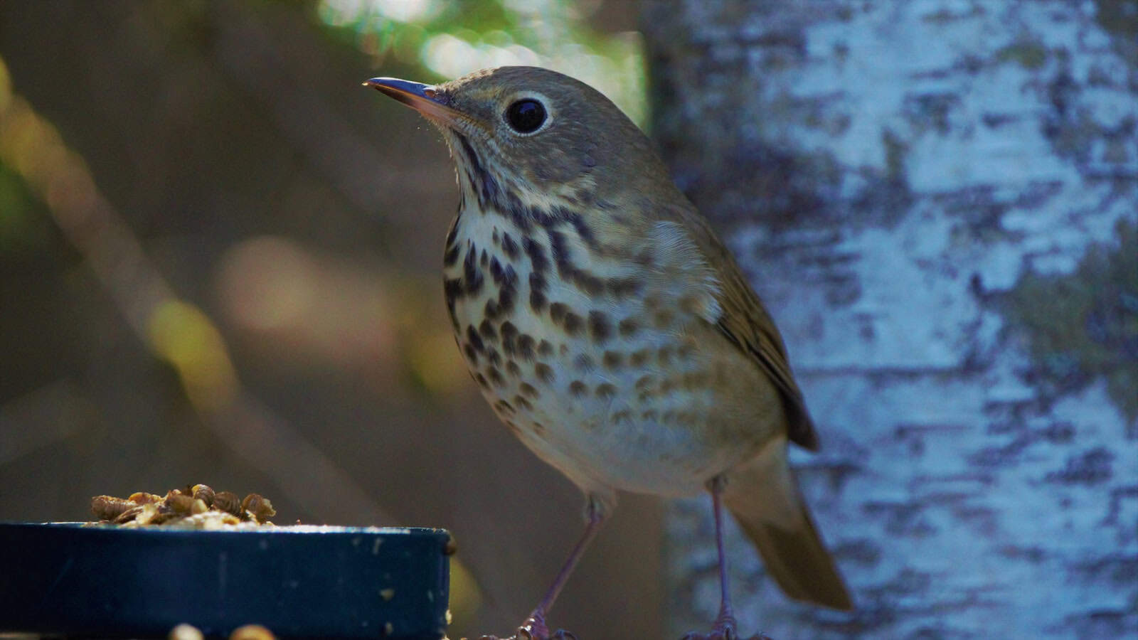 Why Some Cultures Eat Insects—and Others Refuse to Try - Animals Around ...
