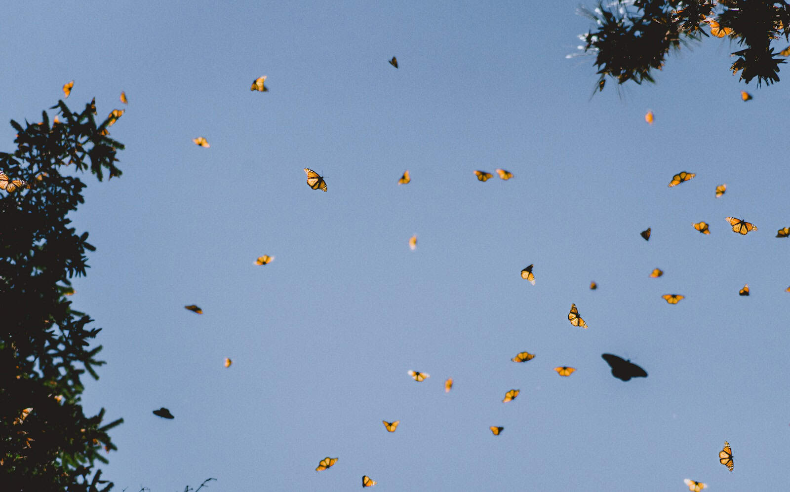 How Butterflies Navigate Across Continents Without Getting Lost ...
