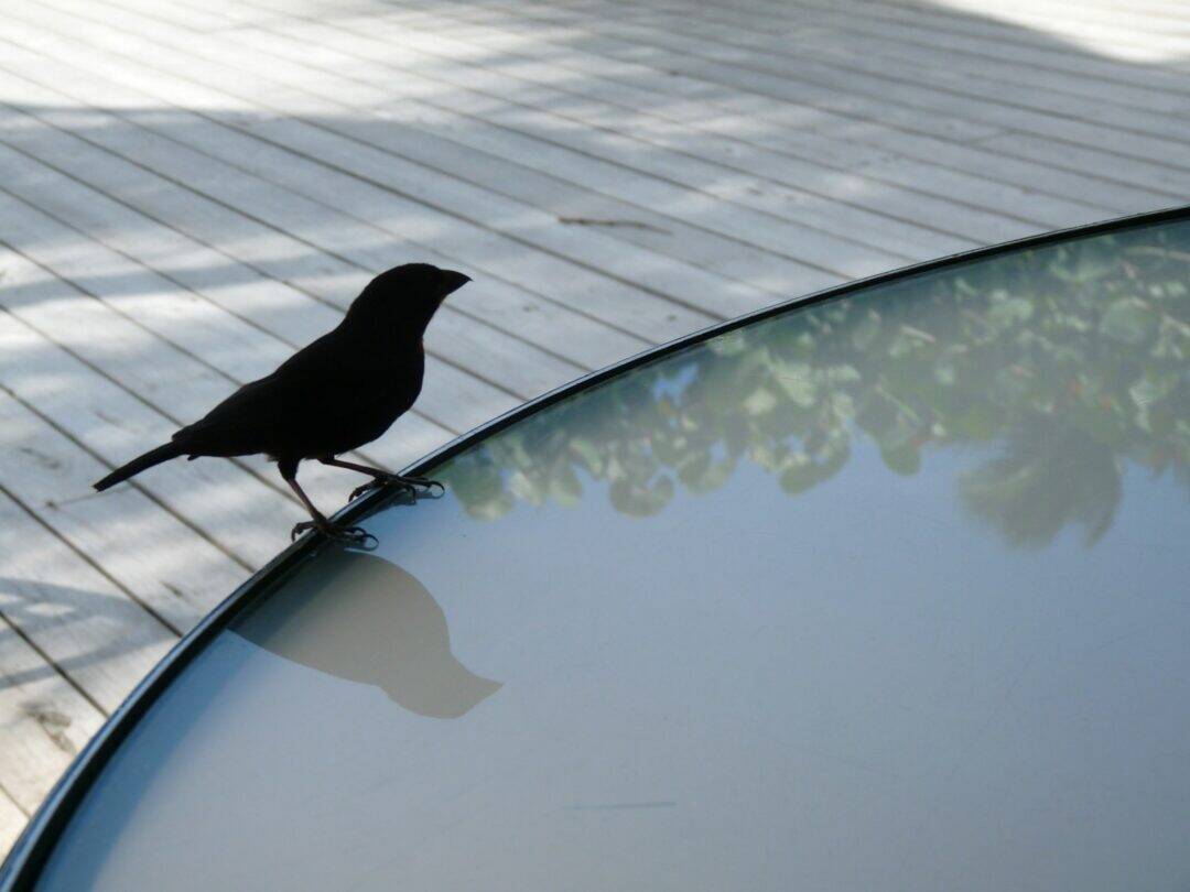 How Crows Became Symbols of Death in European Myths