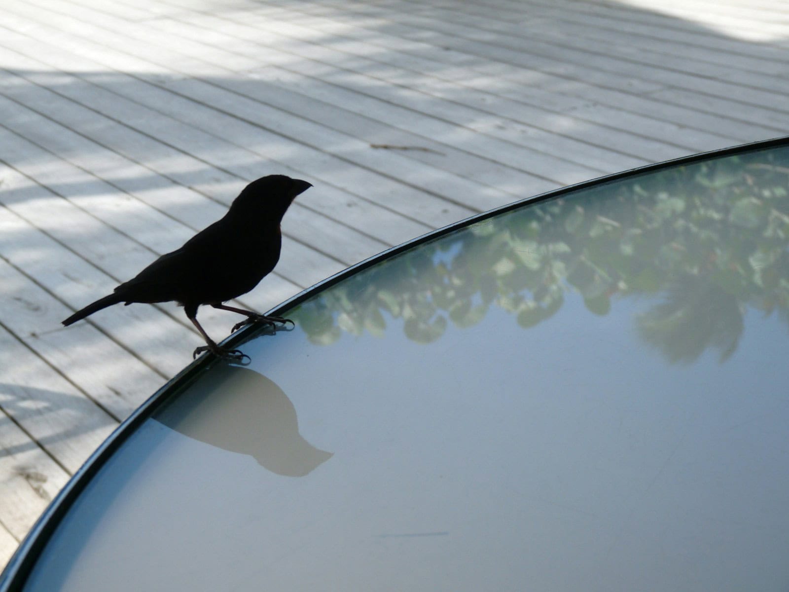 How Crows Became Symbols of Death in European Myths