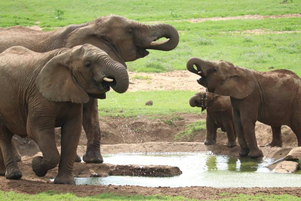 Elephant Twins Born in the Wild—Why This Is So Rare - Animals Around ...