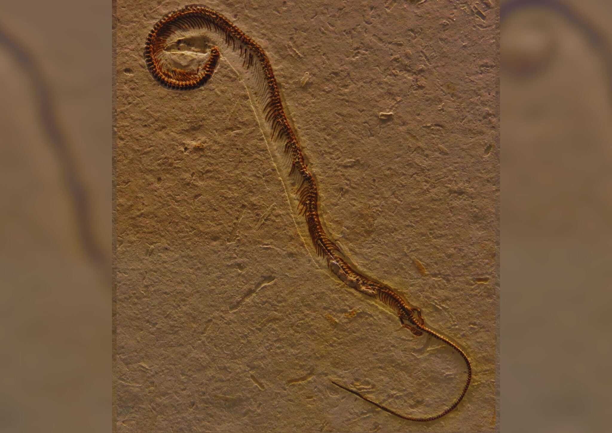 Fossilized Snake Had Four Legs