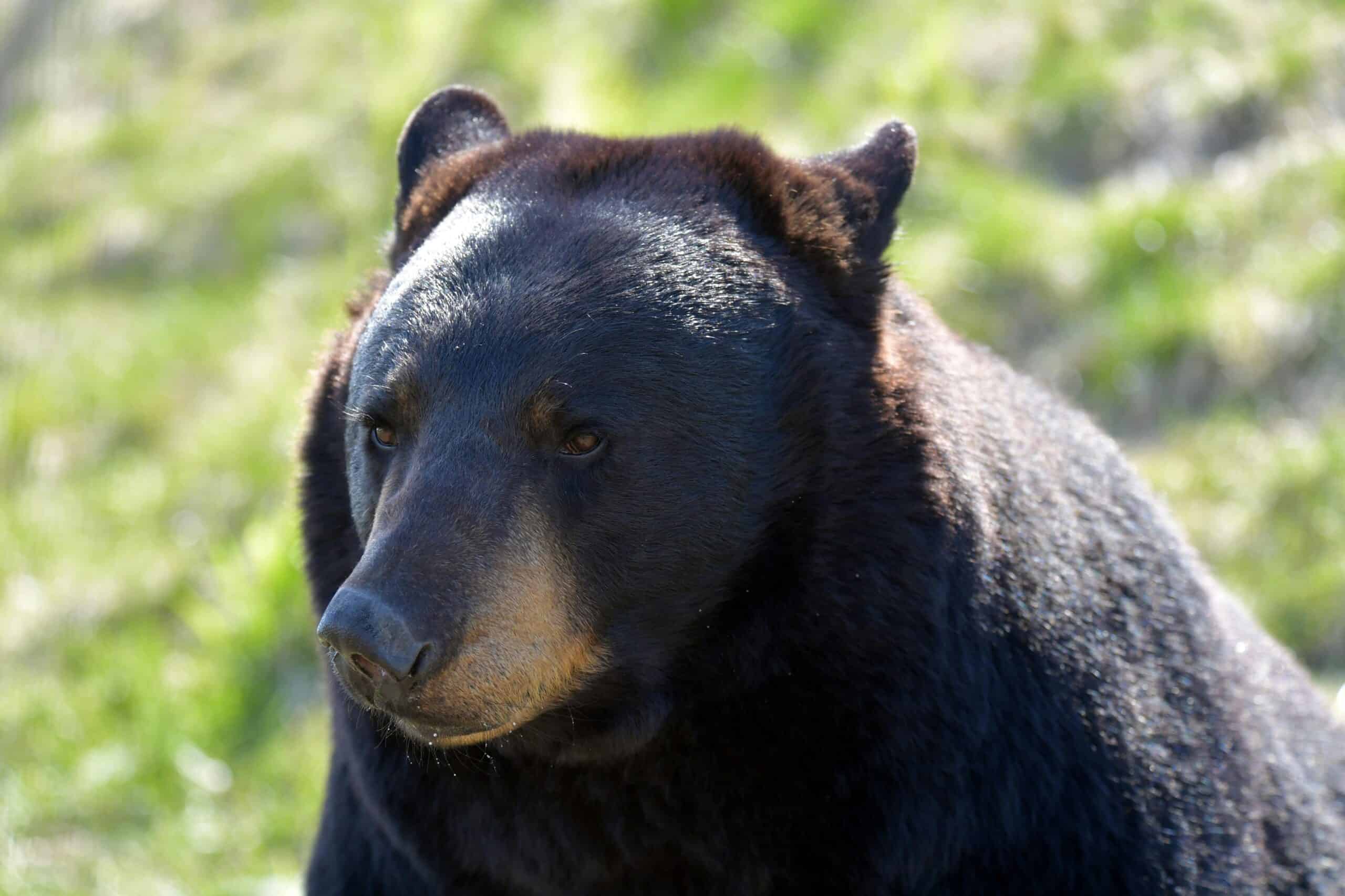 10 Spots in Alaska to See Wild Bears Catching Salmon - Animals Around ...