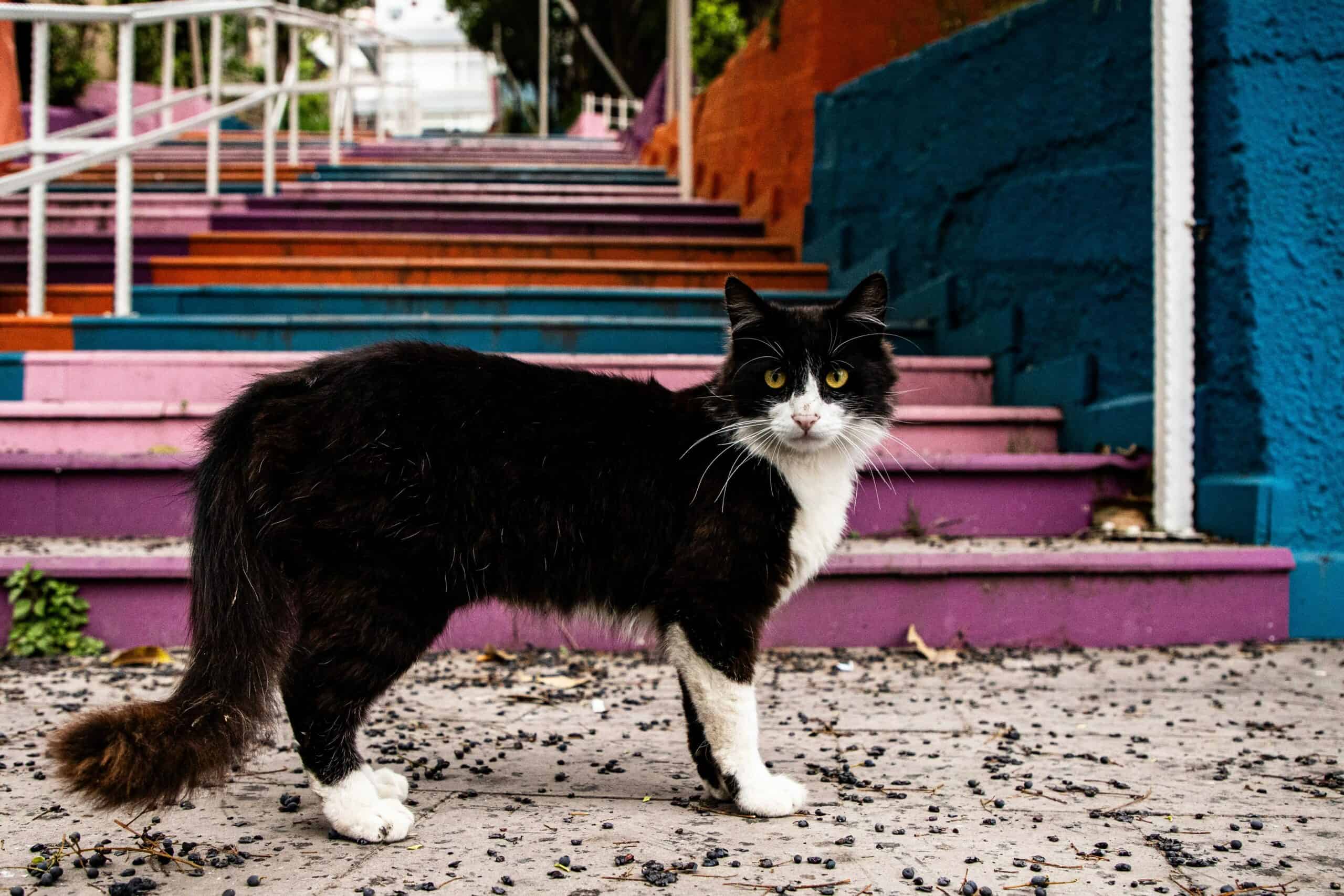 Stray Cat Escapes Shelter, Walks Home in Florida