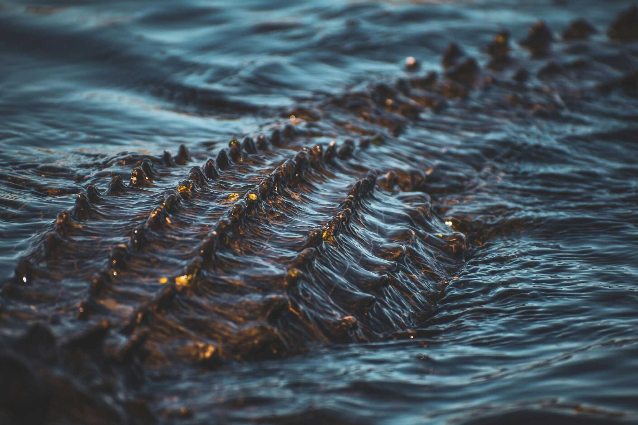Un alligatore senza mascelle sorprende i visitatori delle Everglades