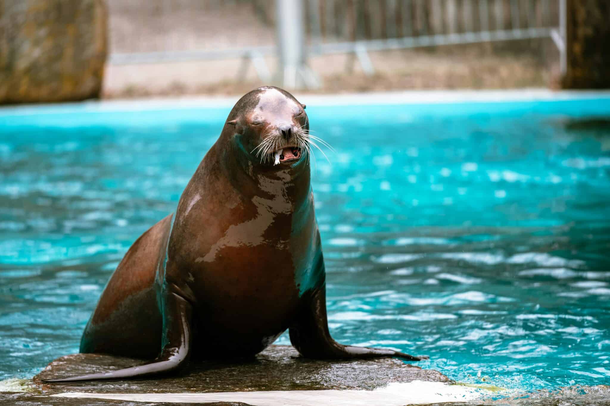 Sea Lion Ronan Dances to the Beat, Surprising Scientists