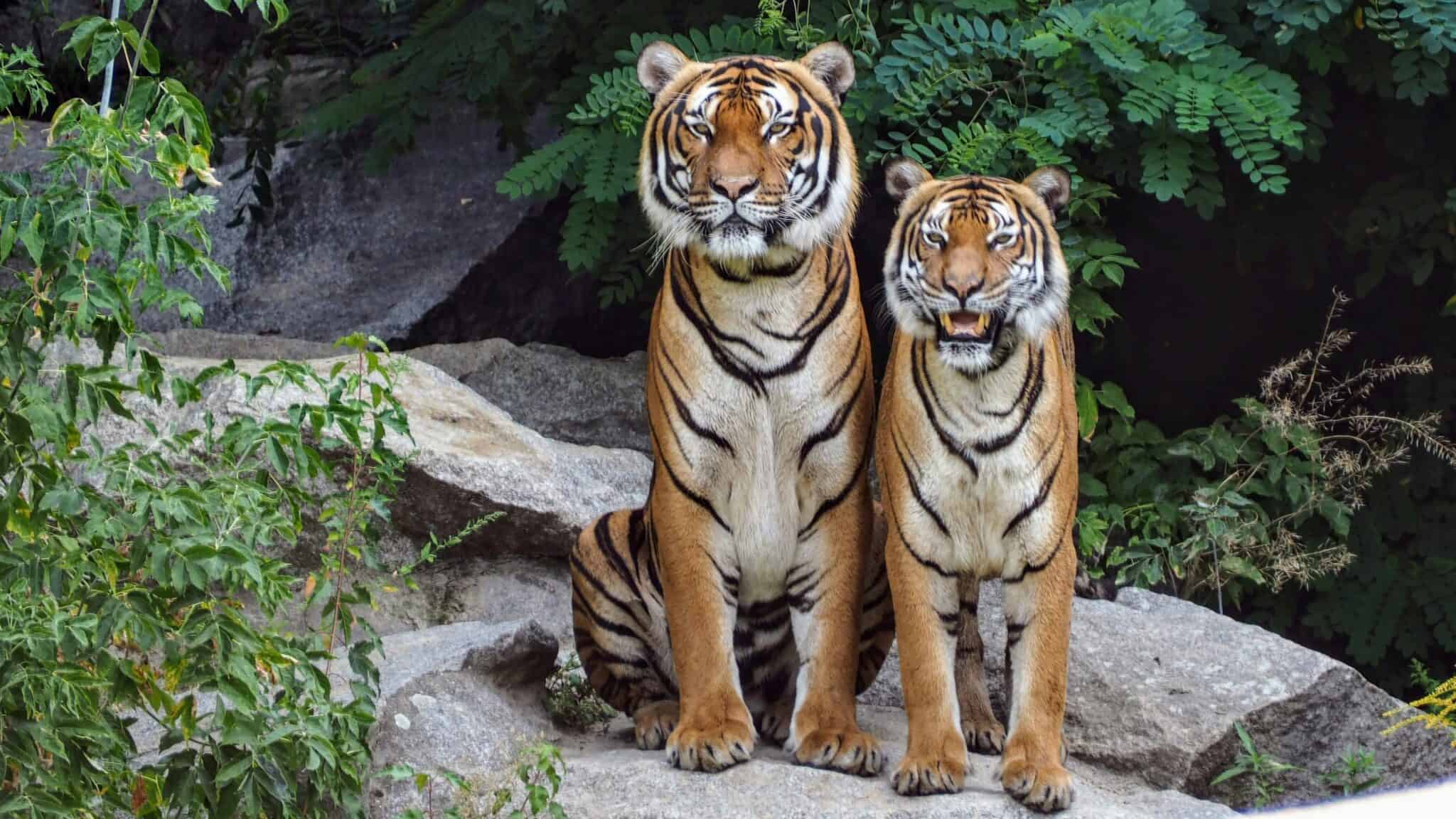 What Happens If Two Predators Compete for the Same Prey - Animals ...