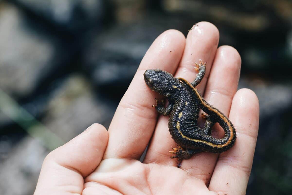 1,200 Rare Salamanders Released to Restore Florida Wetlands