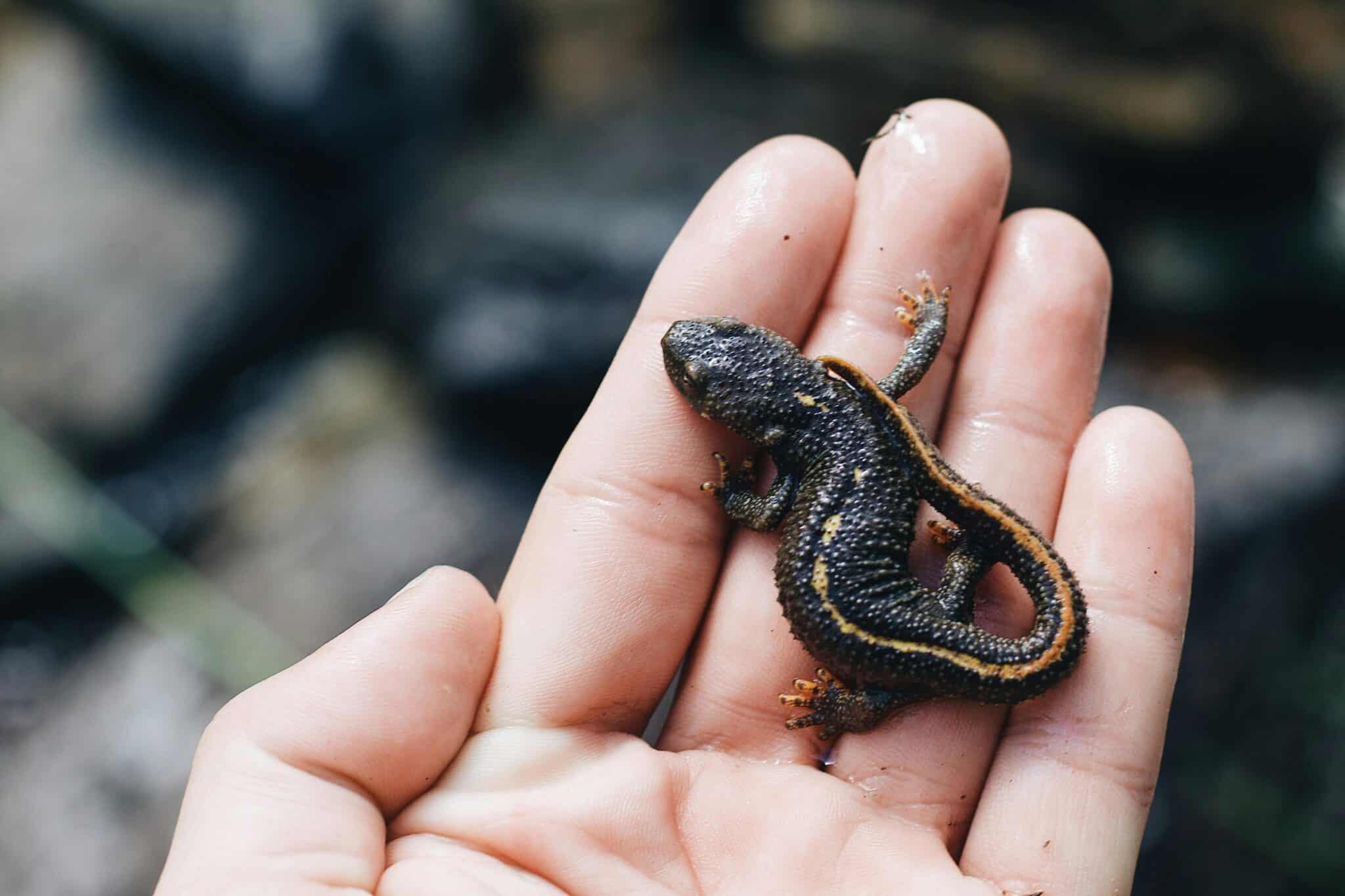 1,200 Rare Salamanders Released to Restore Florida Wetlands