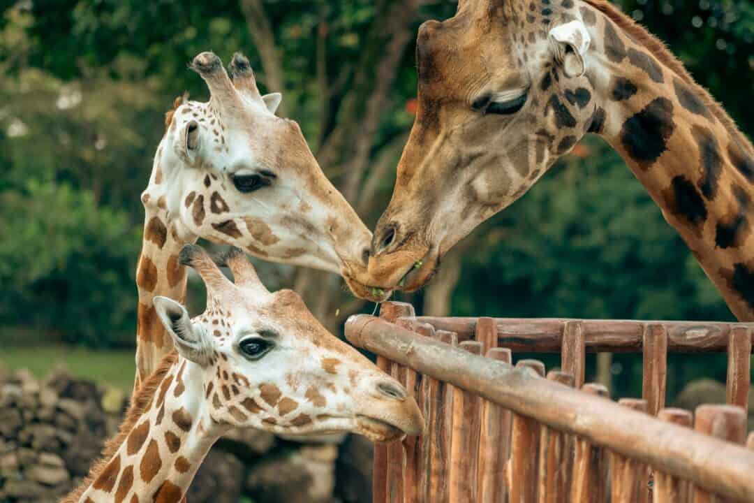 15 Facts About Baby Giraffes That Will Melt Your Heart - Animals Around ...