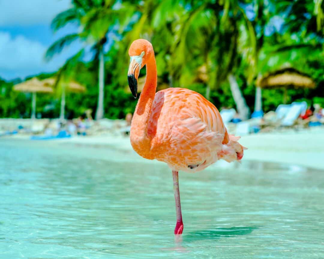 Why Flamingos Are Flocking to New Jersey’s Salt Marshes - Animals ...