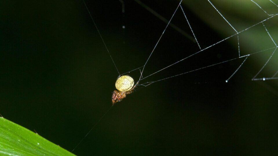 The Spider That Uses a Slingshot Web - Animals Around The Globe