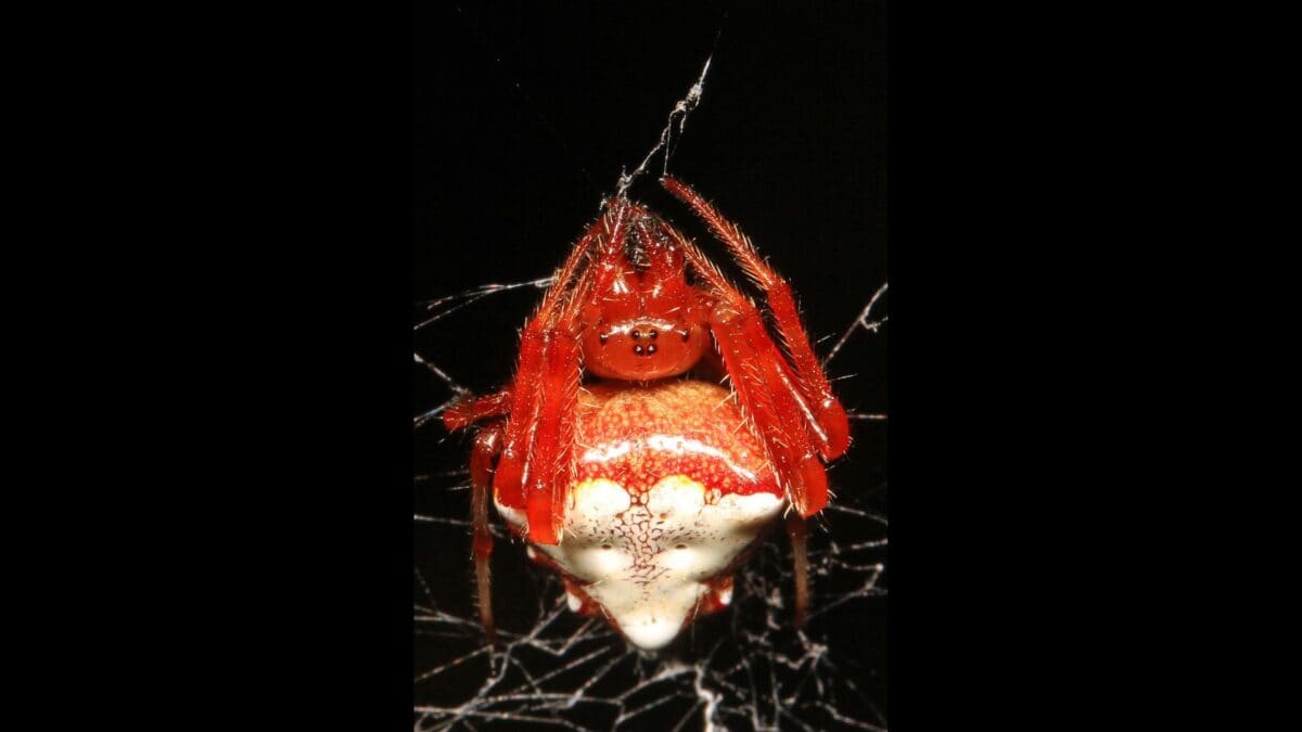 The Spider That Uses a Slingshot Web - Animals Around The Globe