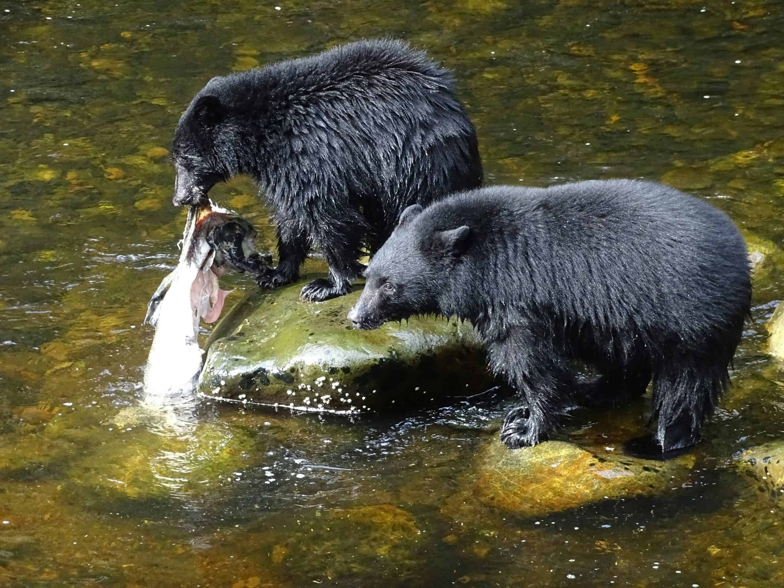 11 Facts About Bear Cubs That Will Melt Your Heart - Animals Around The ...