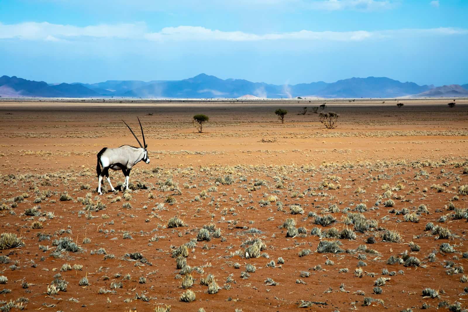 This Antelope Outran Extinction in the Wild