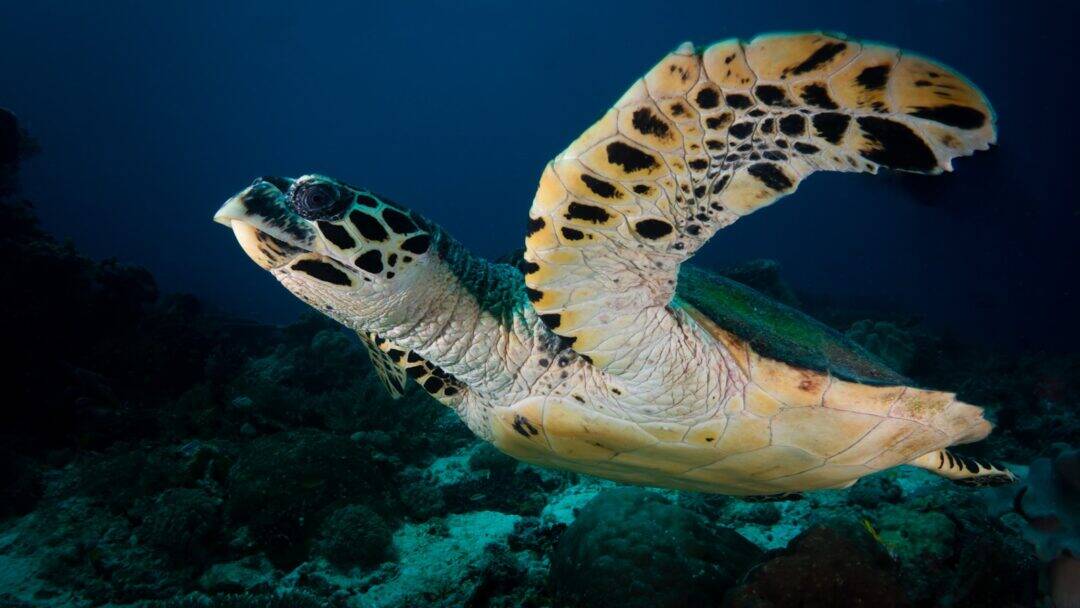 15 Smartest Ocean Animals Ever Documented - Animals Around The Globe