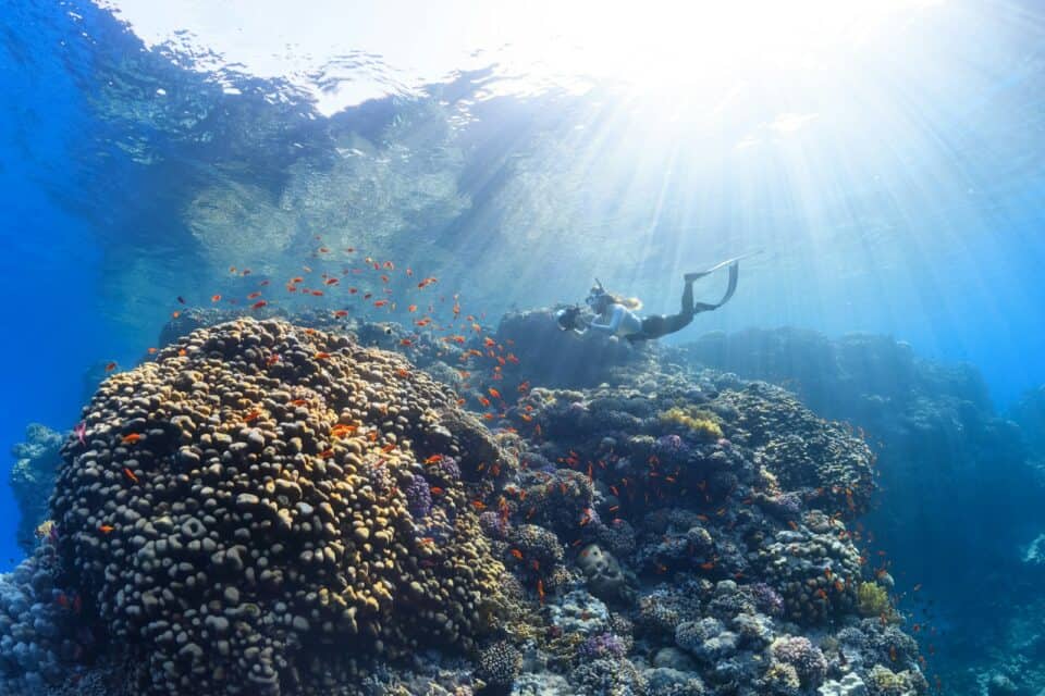 What Happens If Coral Reefs Collapse Completely - Animals Around The Globe