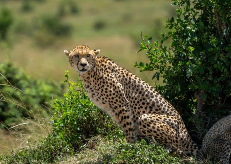 How Giant Anteaters Battle Jaguars - Animals Around The Globe