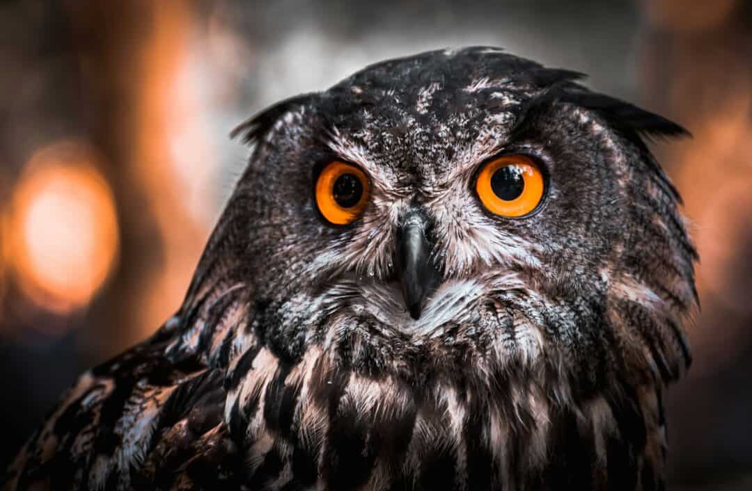 What Happens If Two Predators Compete for the Same Prey - Animals ...