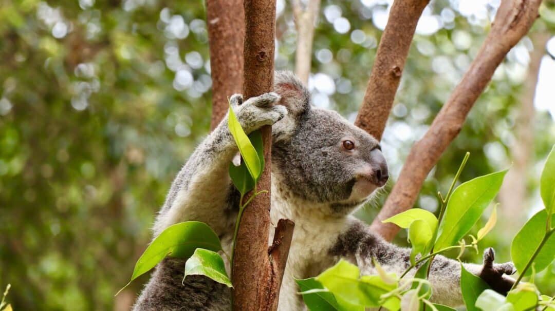 12 Koala Behaviors That Seem Strange but Serve a Purpose - Animals ...