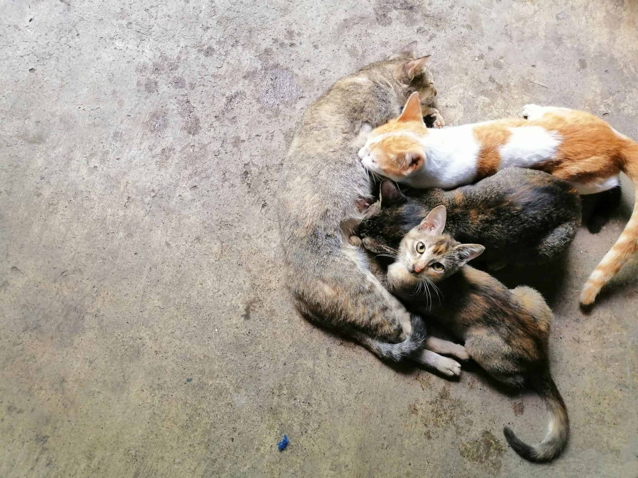 The Ancient History of Cats as Sacred Animals - Animals Around The Globe