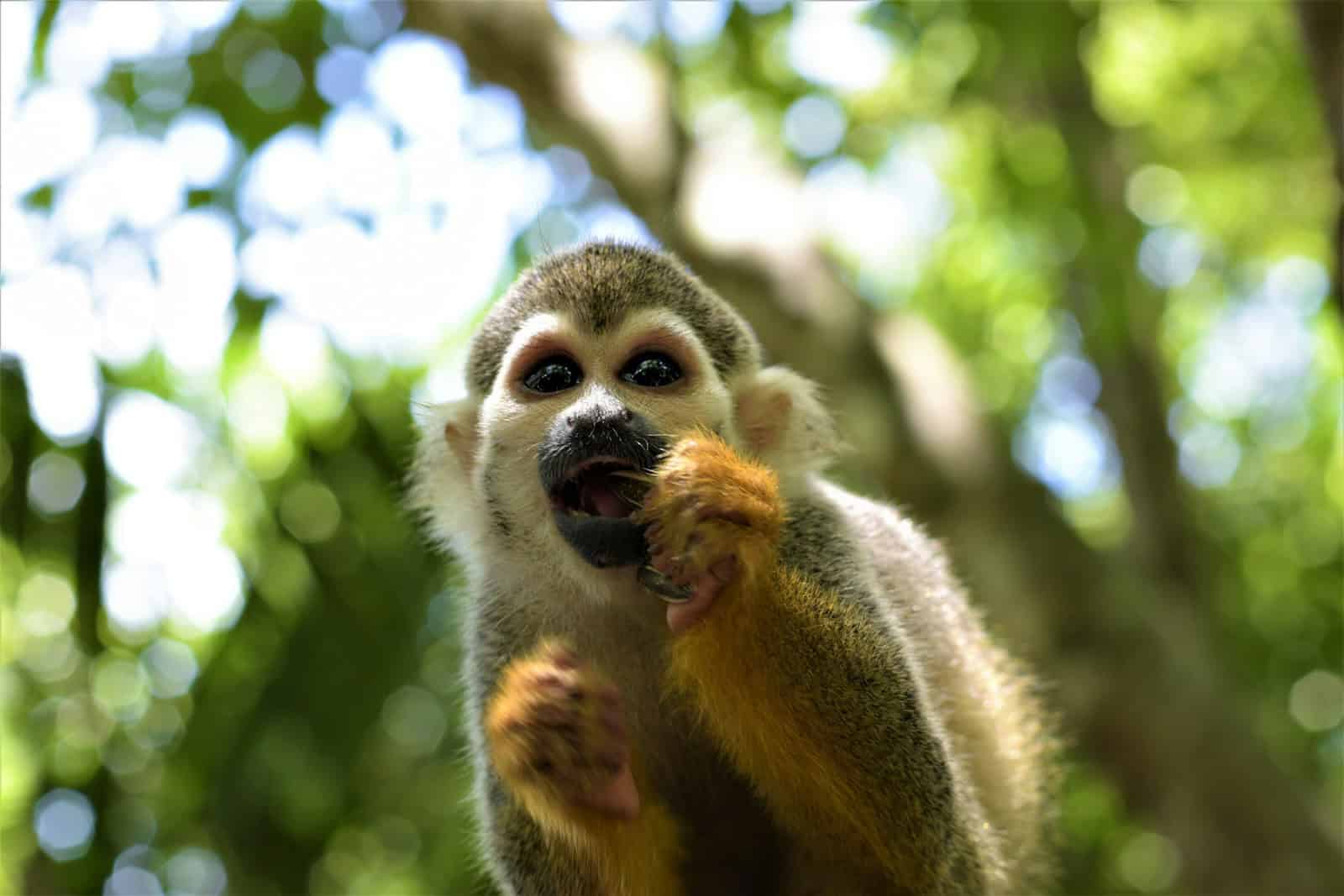 Capuchins Crack Nuts With Rocks - Animals Around The Globe