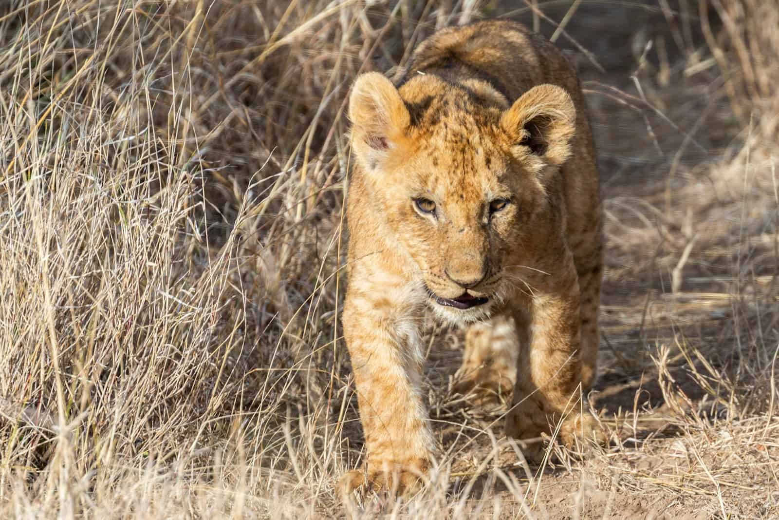 How Social Media is Fueling a Dangerous Lion Cub Trade - Animals Around ...