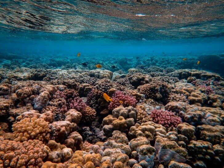 What Happens If Coral Reefs Collapse Completely - Animals Around The Globe