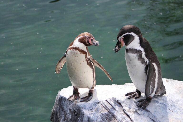 17 Animal Species That Mate for Life and How They Stay Loyal - Animals ...