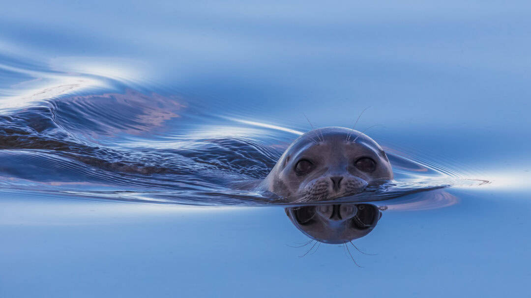 Why Seals Clap Underwater—It’s Not Just for Fun