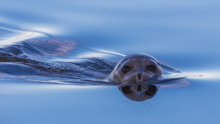 Why Seals Clap Underwater—It’s Not Just for Fun